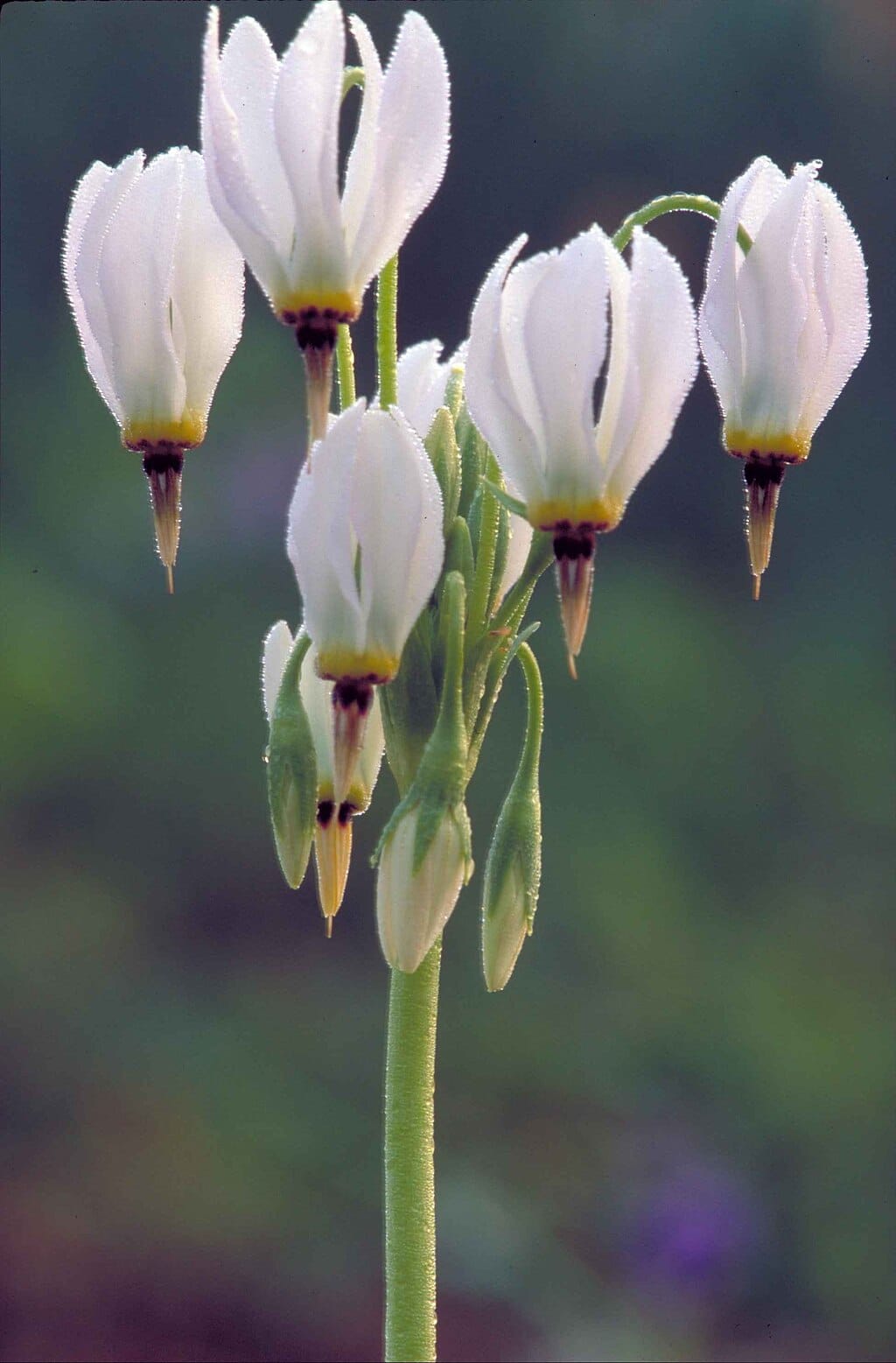 Midland Shootingstar – Prairie Fairy Native Plants